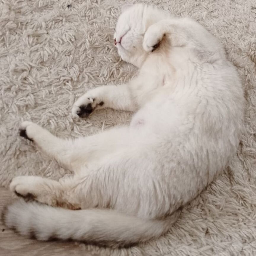 Шотландский вислоухий короткошёрстный котёнок
