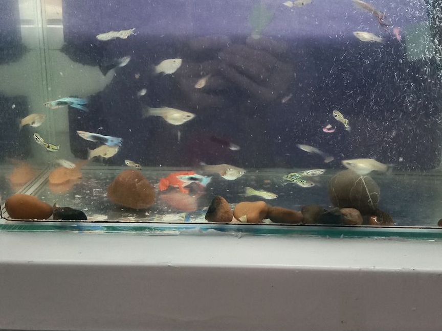 Аквариумные рыбки гуппи