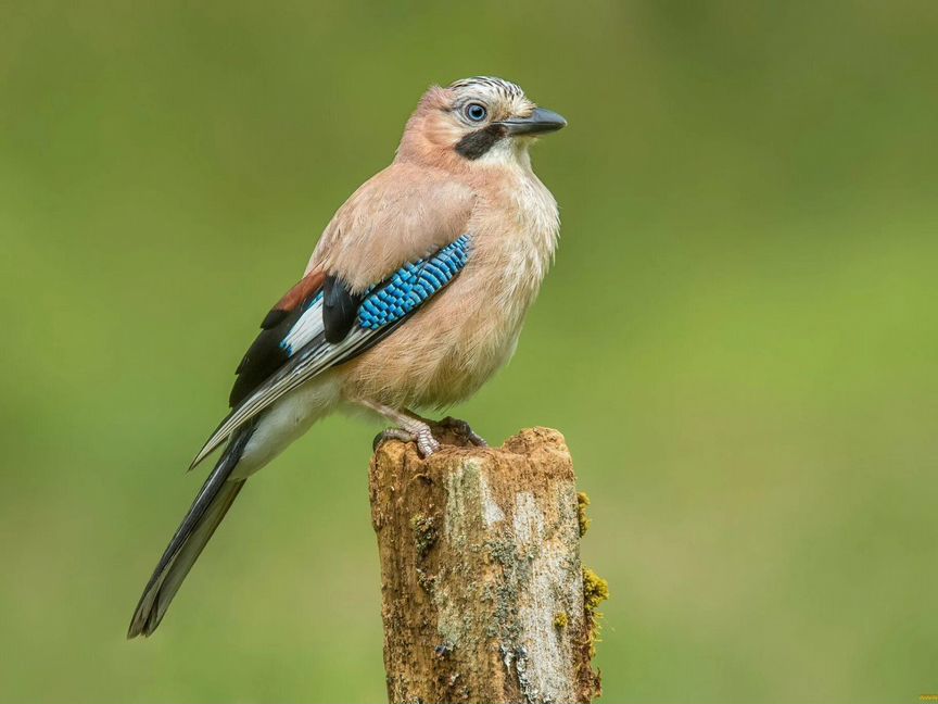 Сойка пересмешница