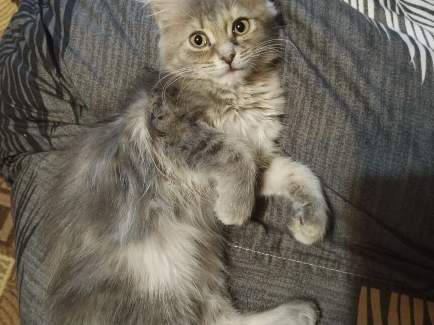 Котенок девочка 3 месяца