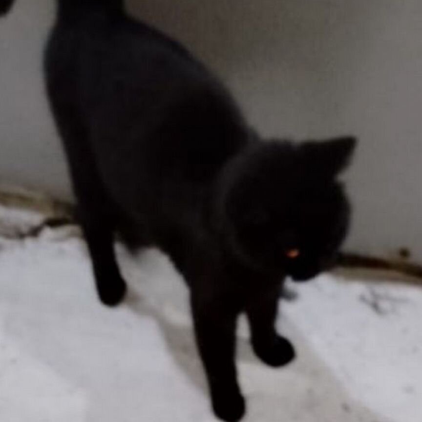 Кот бесплатно