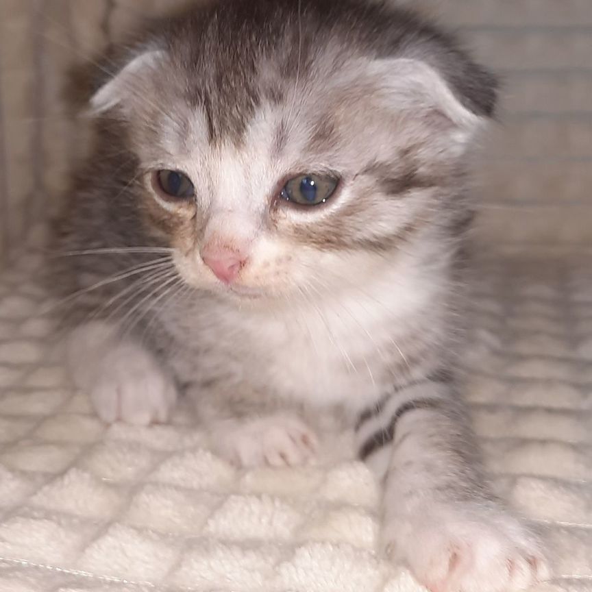 Шотландские вислоухие котята