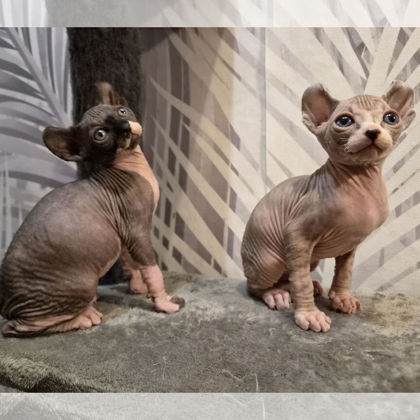 Канадский сфинкс котёнок