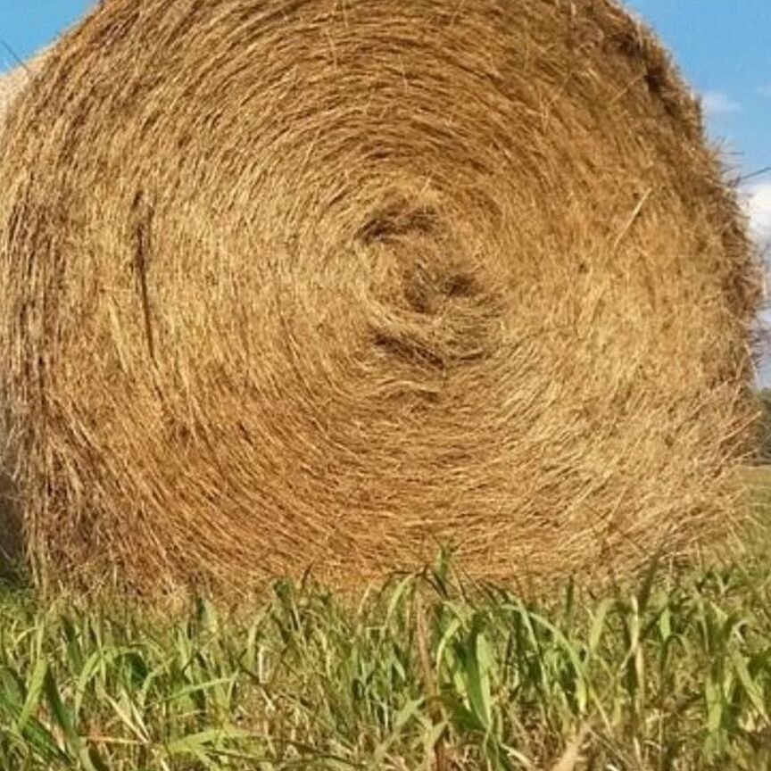 Продам сено в рулонах