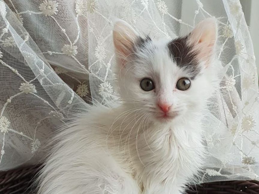 Снежа для любви