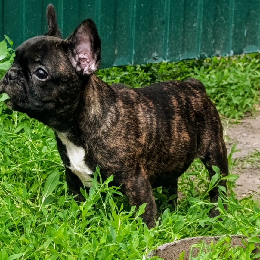 Продажа щенков французского бульдога