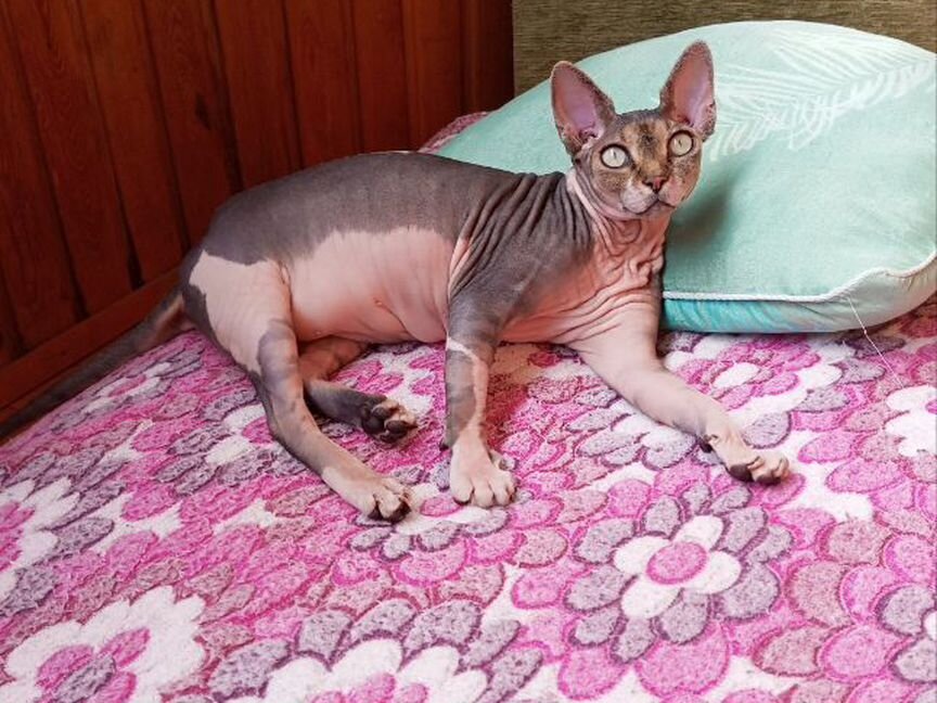 Канадский сфинкс