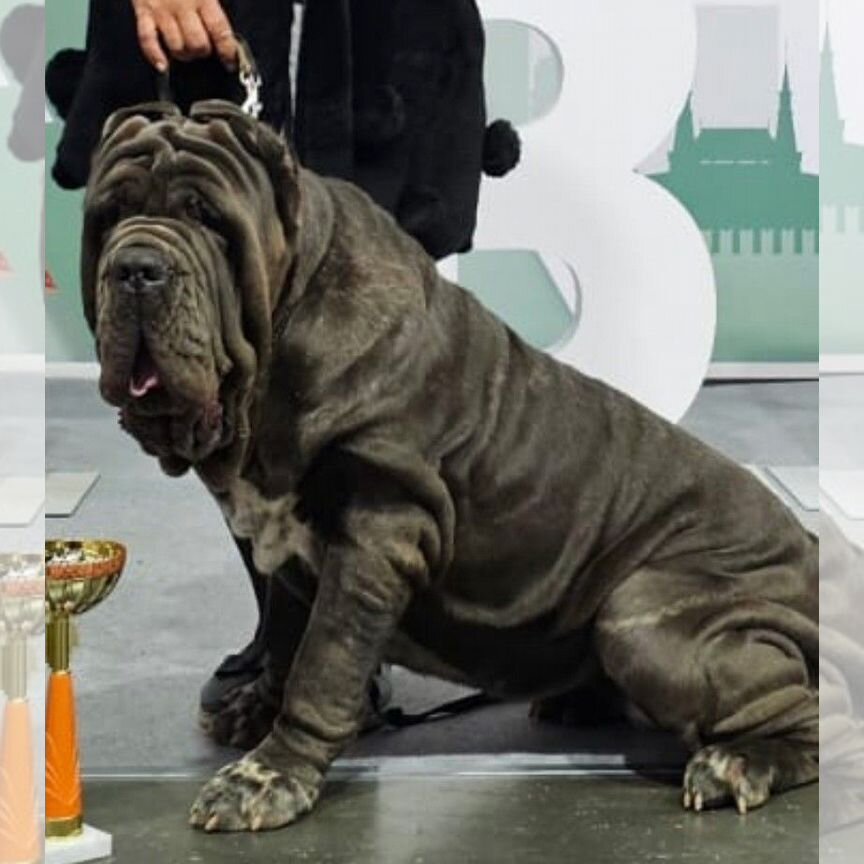 Неаполитанский мастиф, мастино наполетано