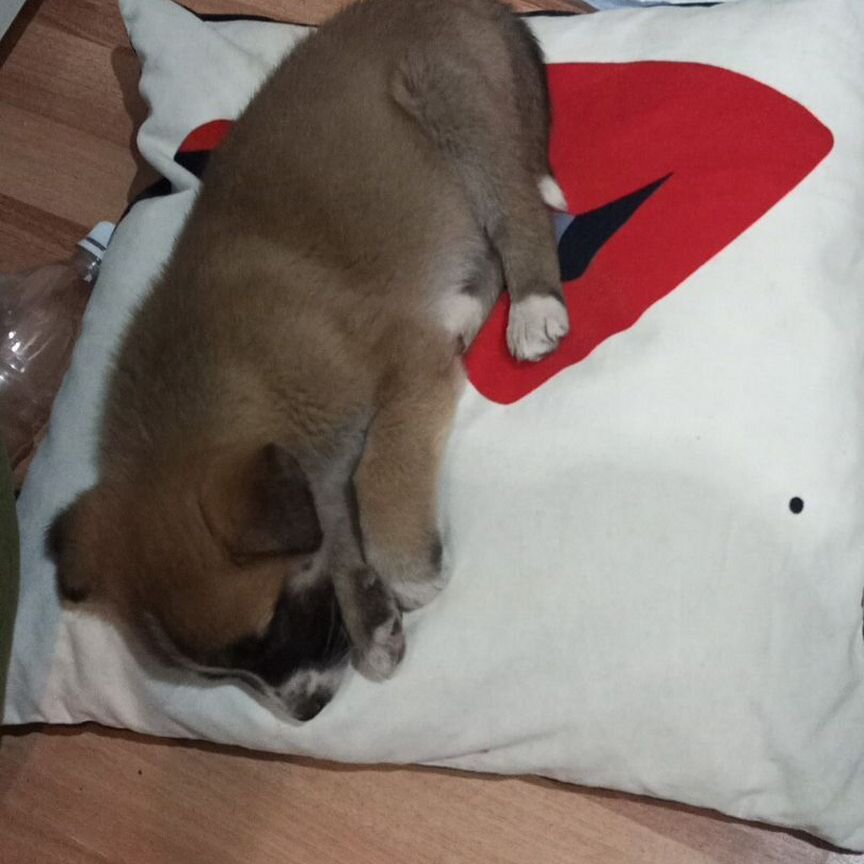 Мишка