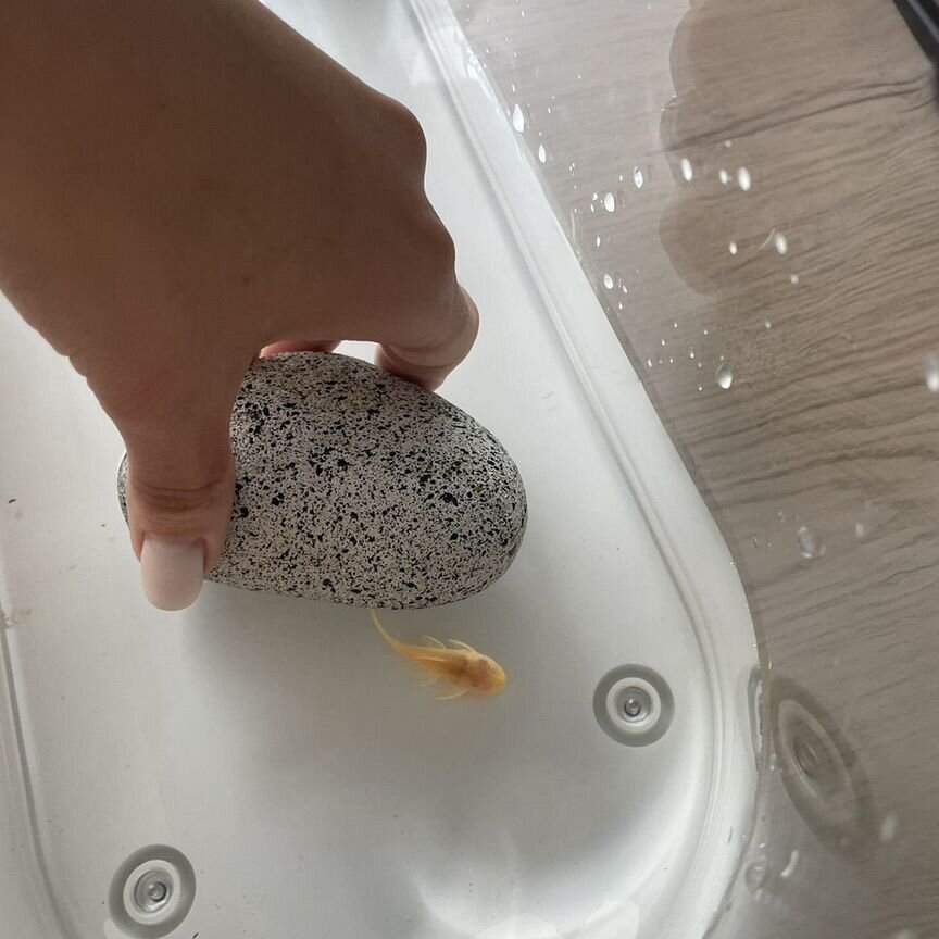 Сомик анциструс рыбка