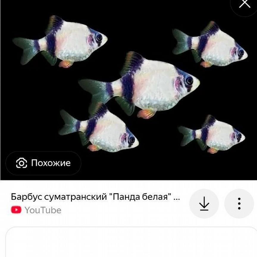 Аквариумных рыбок