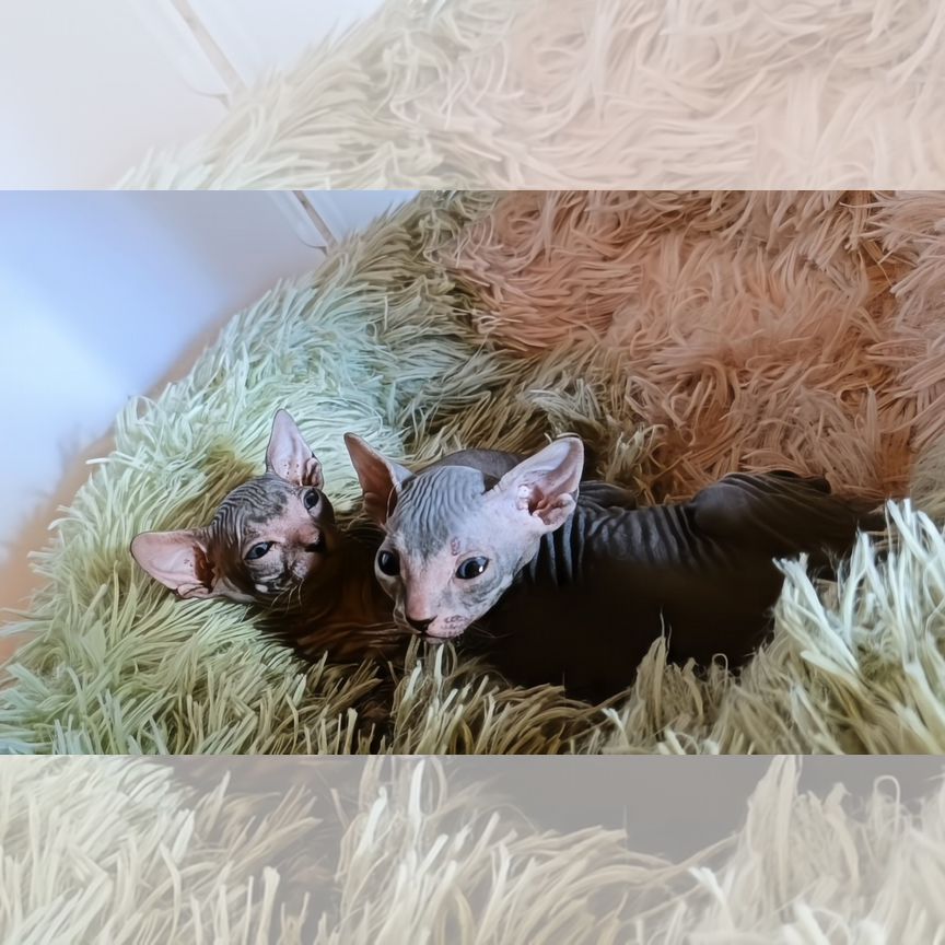 Донской сфинкс котёнок