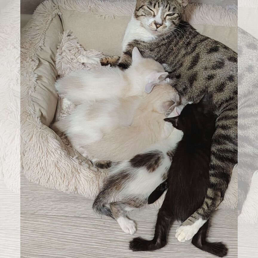 Анатолийский котёнок