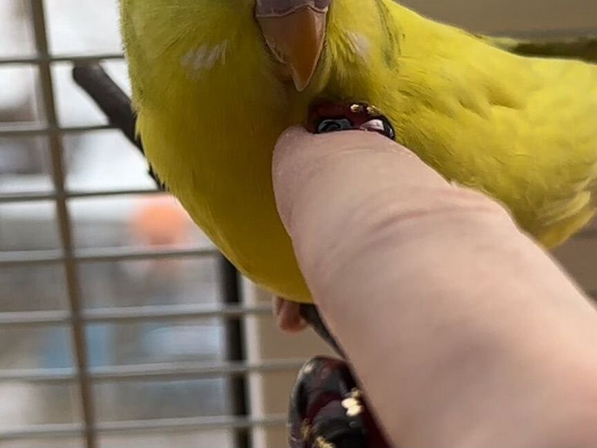 Волнистый попугай самка