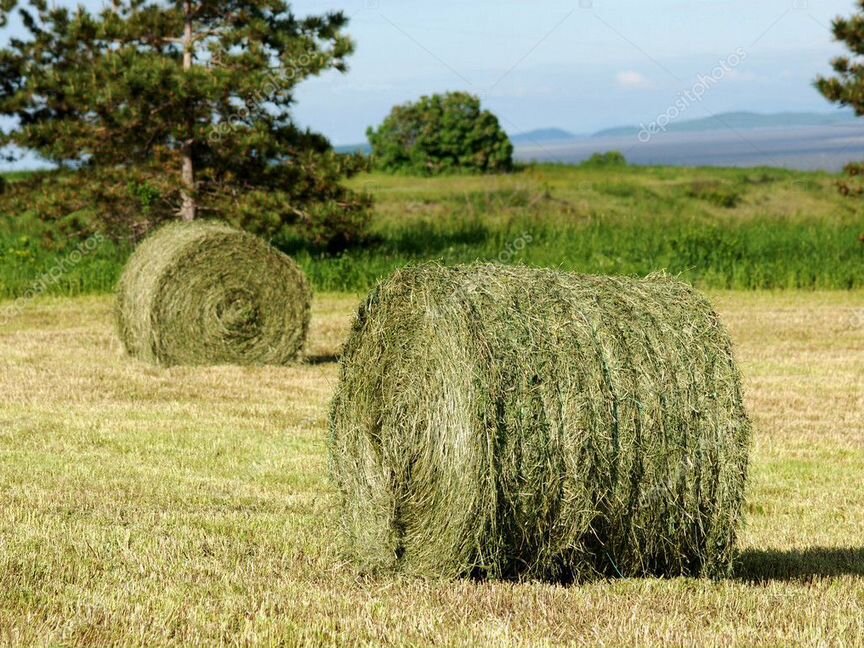Продам сено для овец лошадей