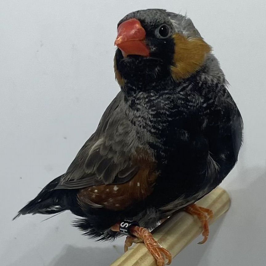 Зебровые амадины