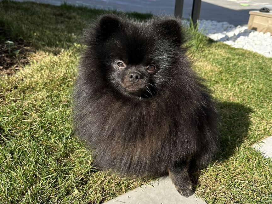 Померанский шпиц мальчик