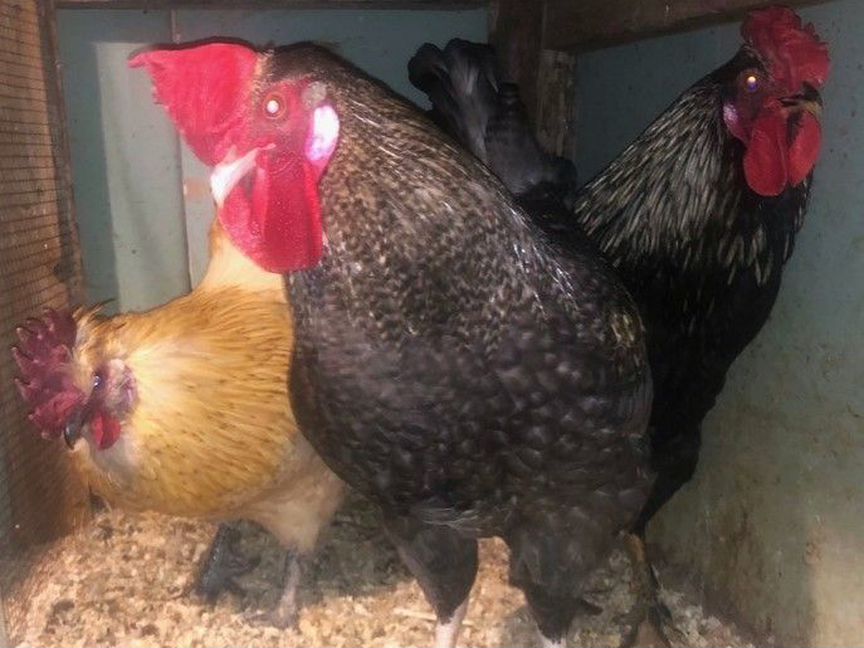 Красавцы петухи