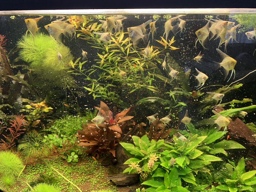 Молодь золотых скалярий