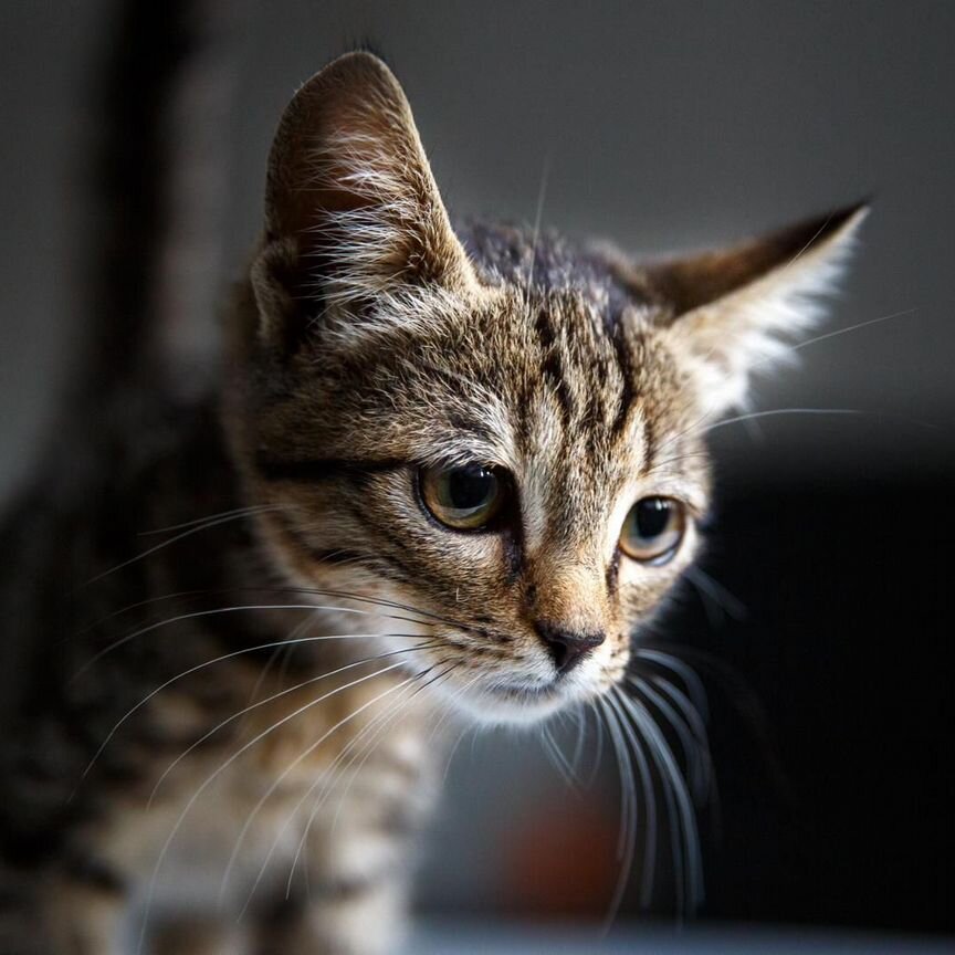 Самый грустный котенок ищет дом