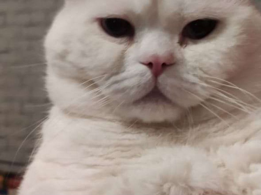 Кошка в дар бесплатно