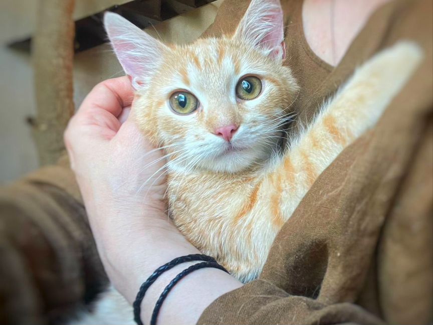 Котенок мальчик