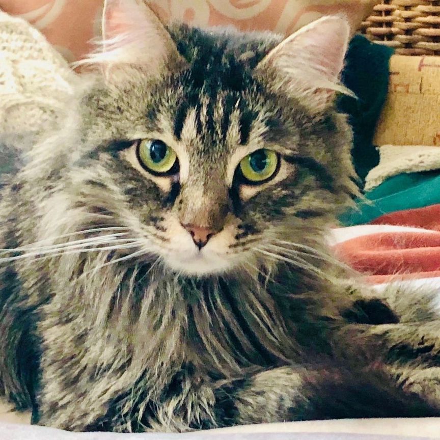 Сибирский кот