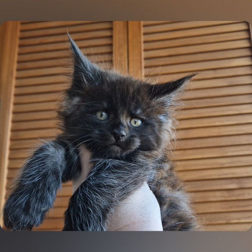 Котята мейн-кун