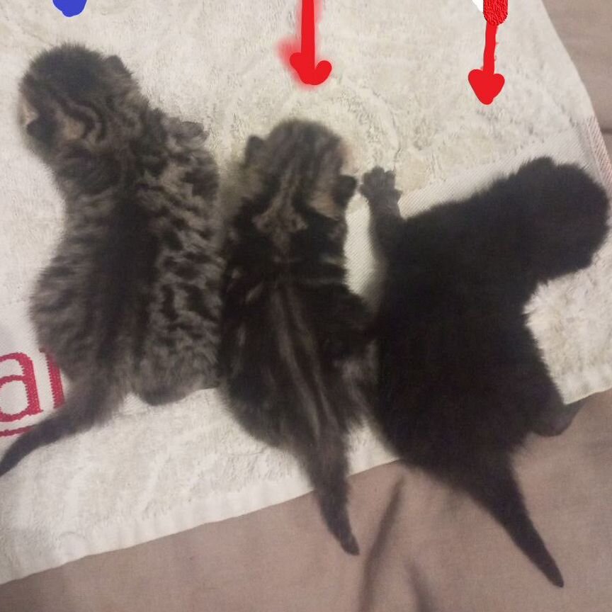 Шотландский вислоухий короткошёрстный котёнок