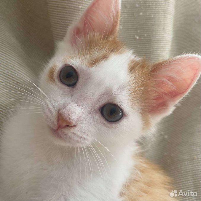 Котёнок мальчик рыже-белого окраса в добрые руки