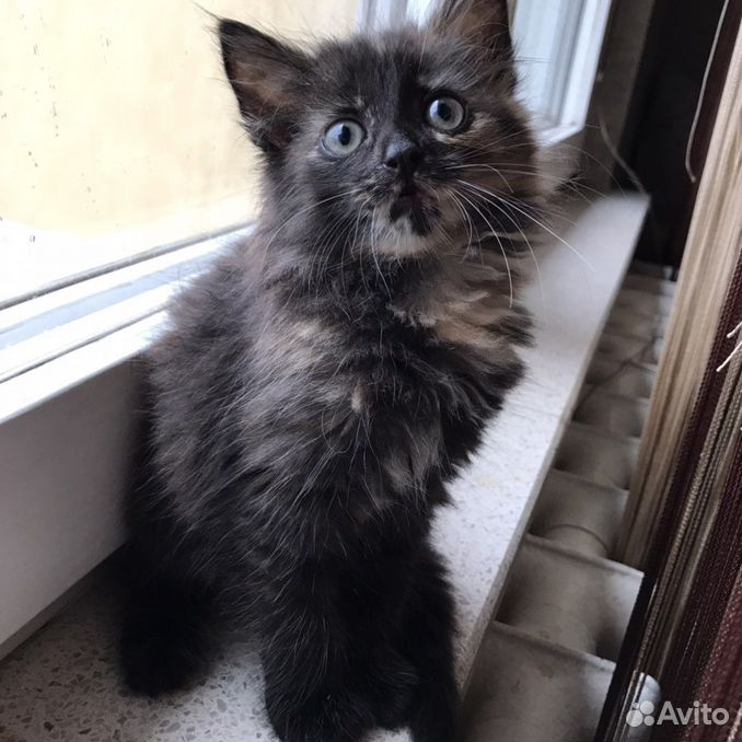 Котенок Маркиза девочка