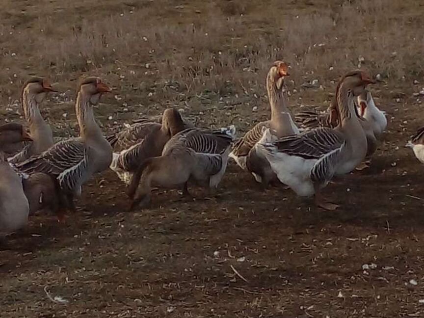 Холмогорские гуси на развод и на мясо