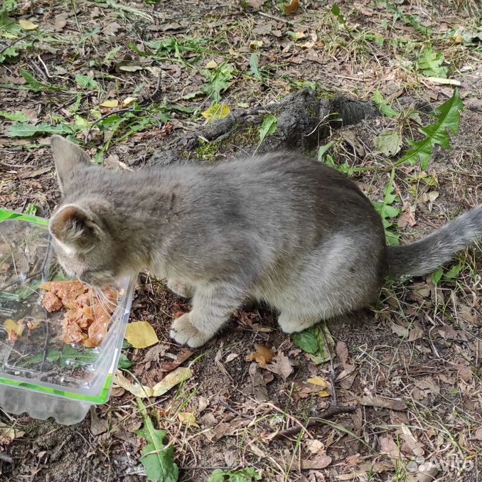 Котёнок 1,5 мес голодный