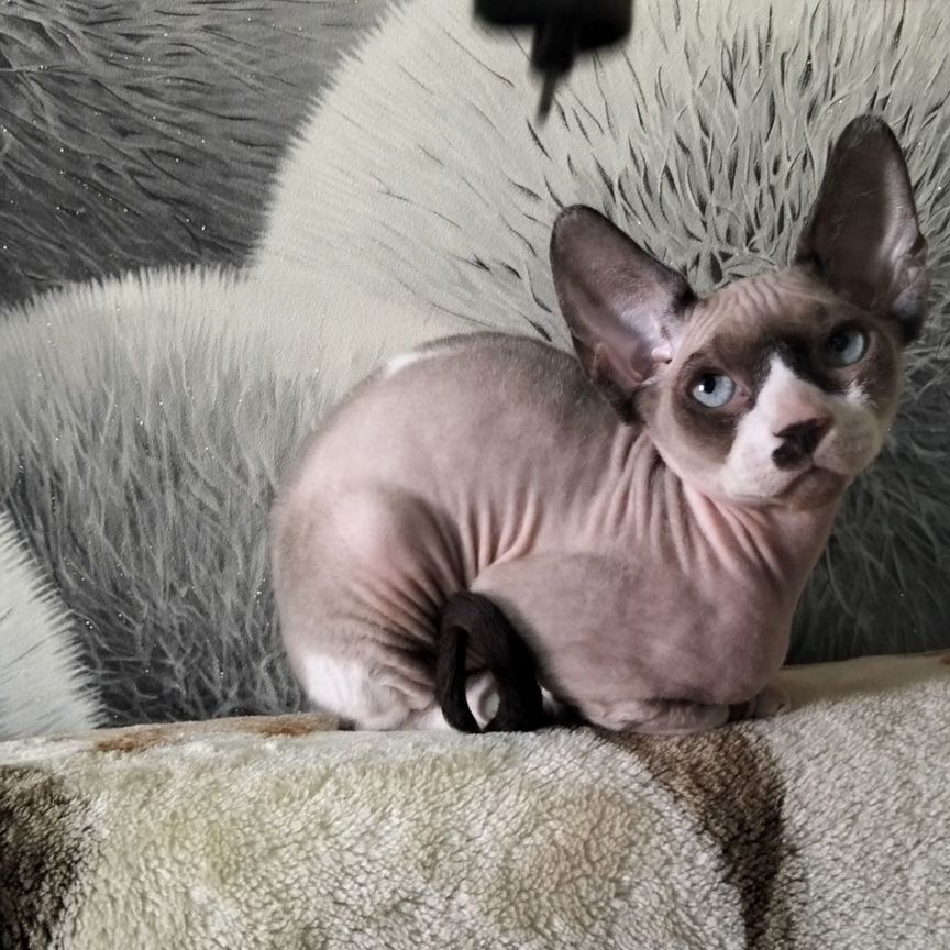 Донской сфинкс котёнок