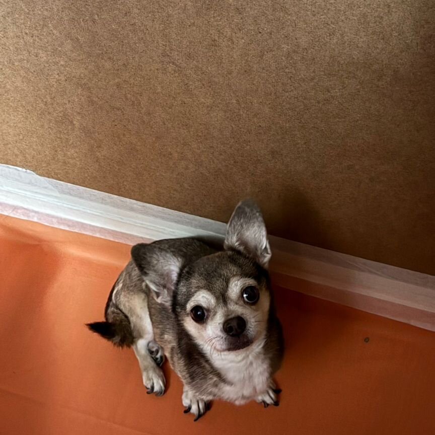 Чихуахуа в добрые руки малыш мальчик