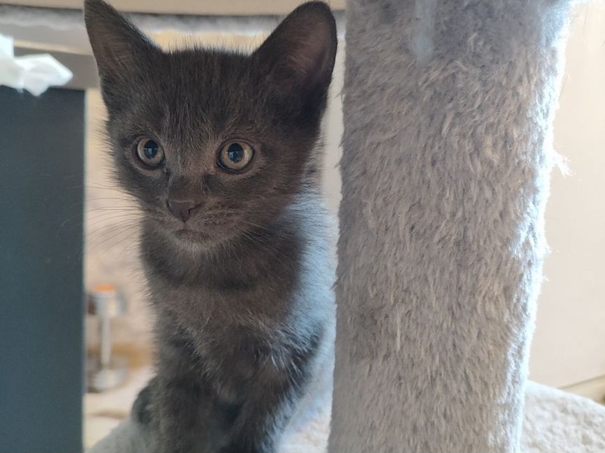 Отдам котят в добрые руки бесплатно, Зеленоград