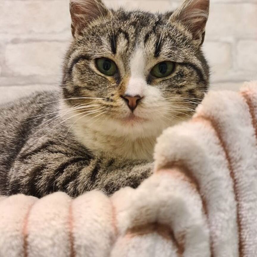 Кнопа котенок 10 мес