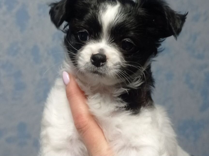 Чихуахуа щенки