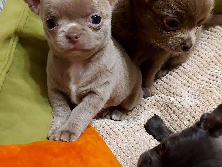 Щенок чихуахуа