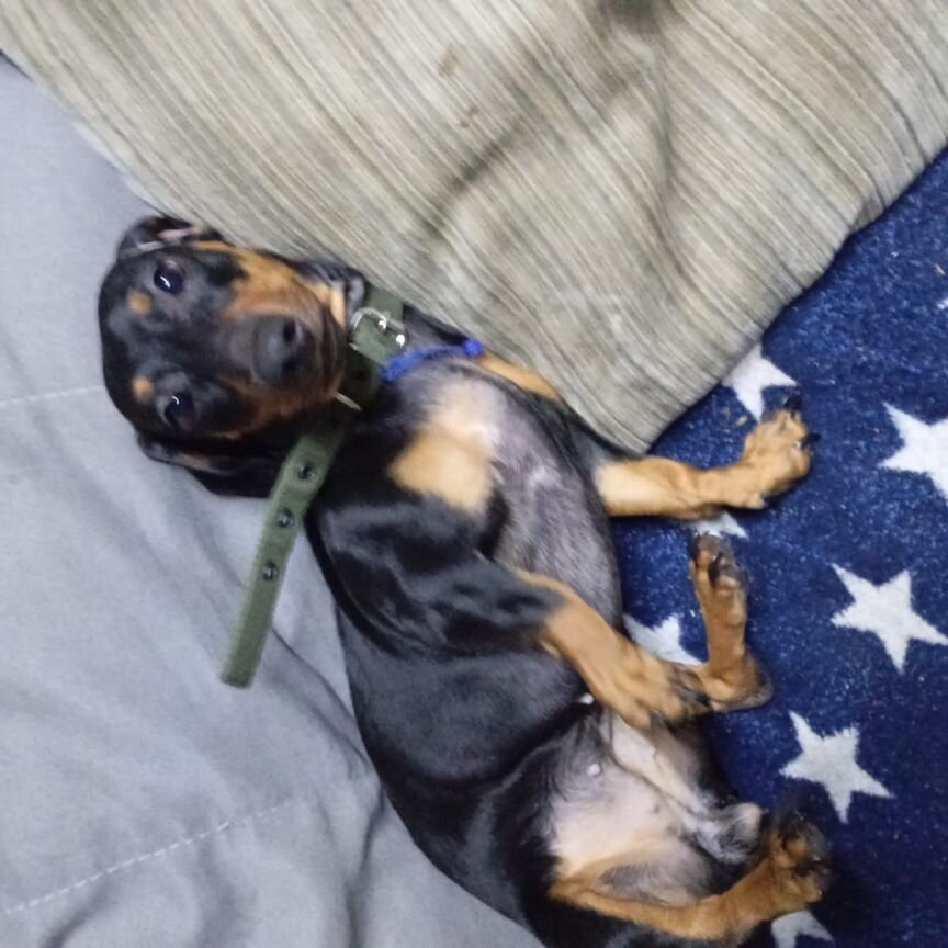 Малышка таксы