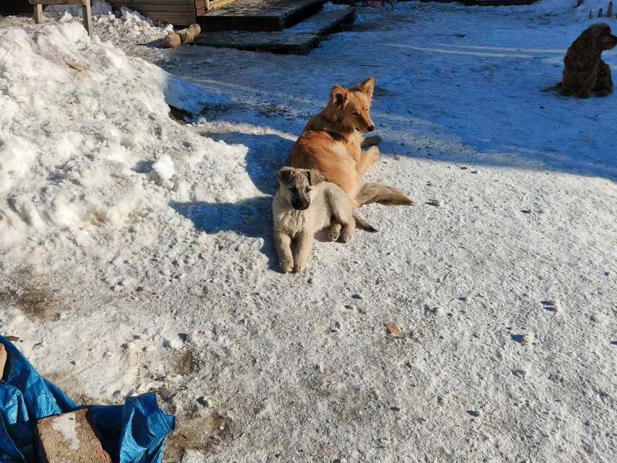 Щенки и взрослая общительная лайки