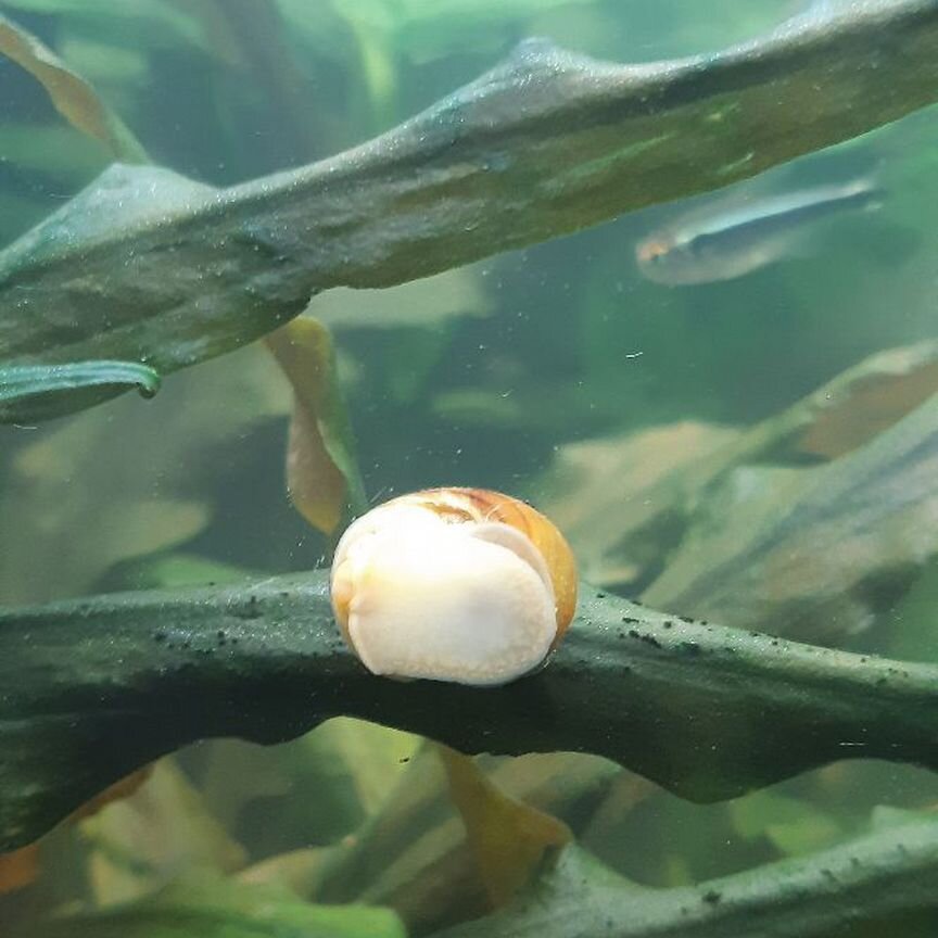 Улитки ампулярии