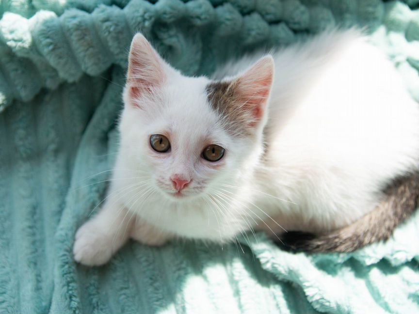 Котенок ищет дом