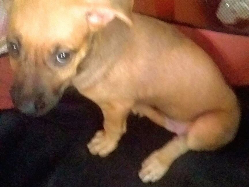 Девочка метис,в добрые руки