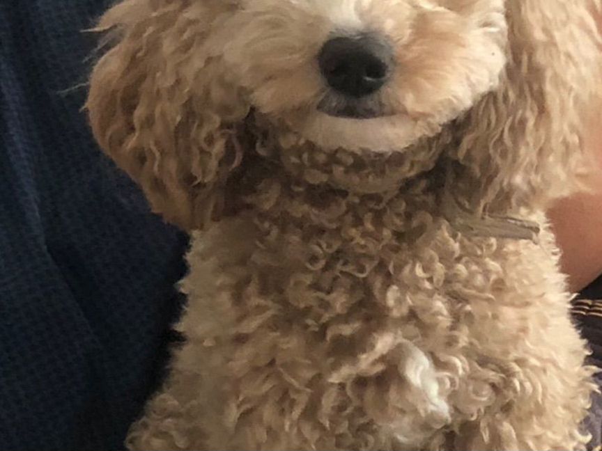 Мальчик карликовый пудель