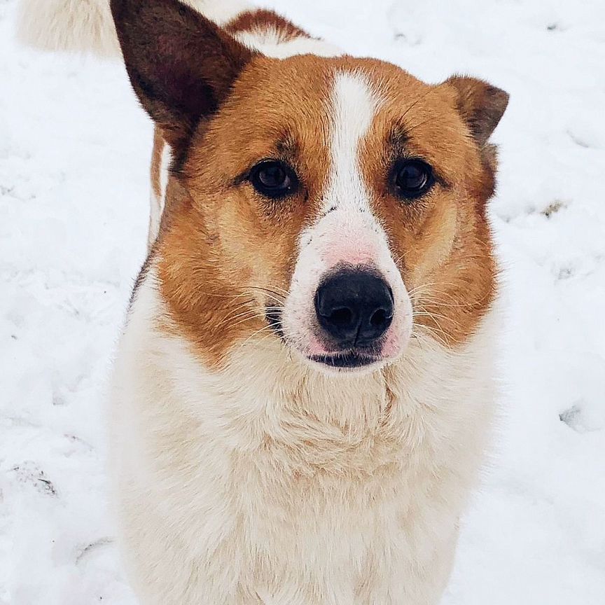 Взрослая собака в добрые руки