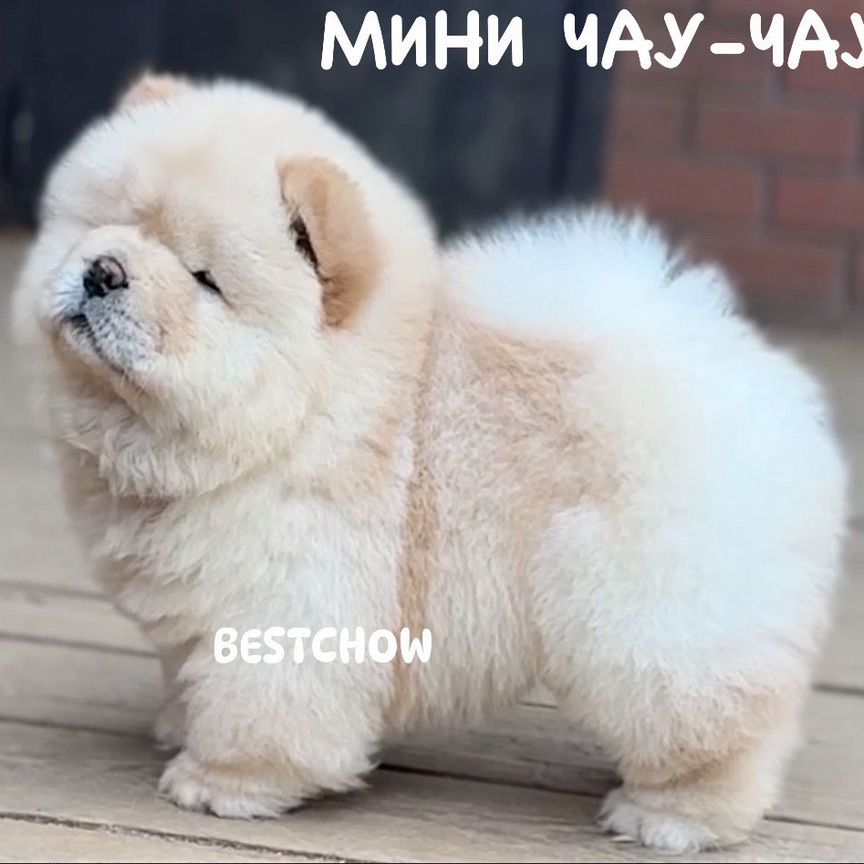 Чау-чау, щенок