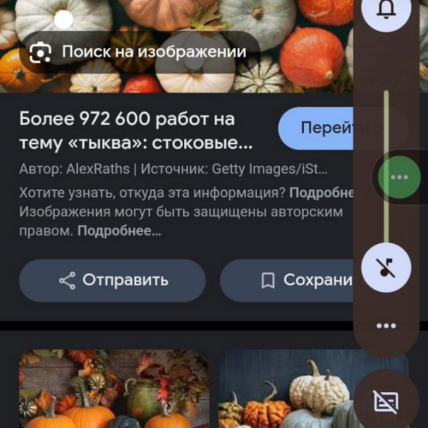 Тыква кормовая