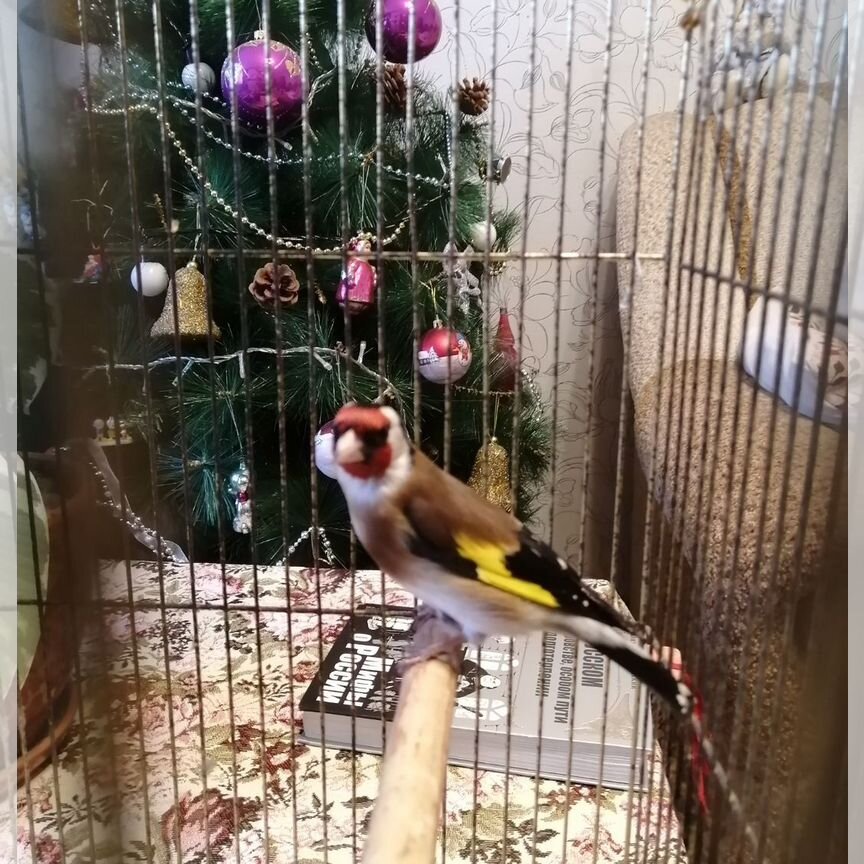 Птица щегол