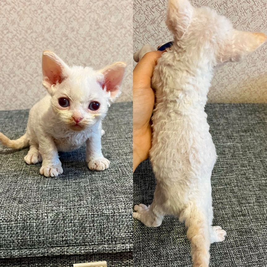 Котята девон-рекс